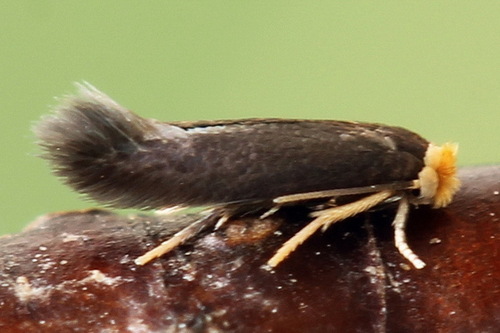 Common Oak Pigmy (Stigmella roborella) · iNaturalist
