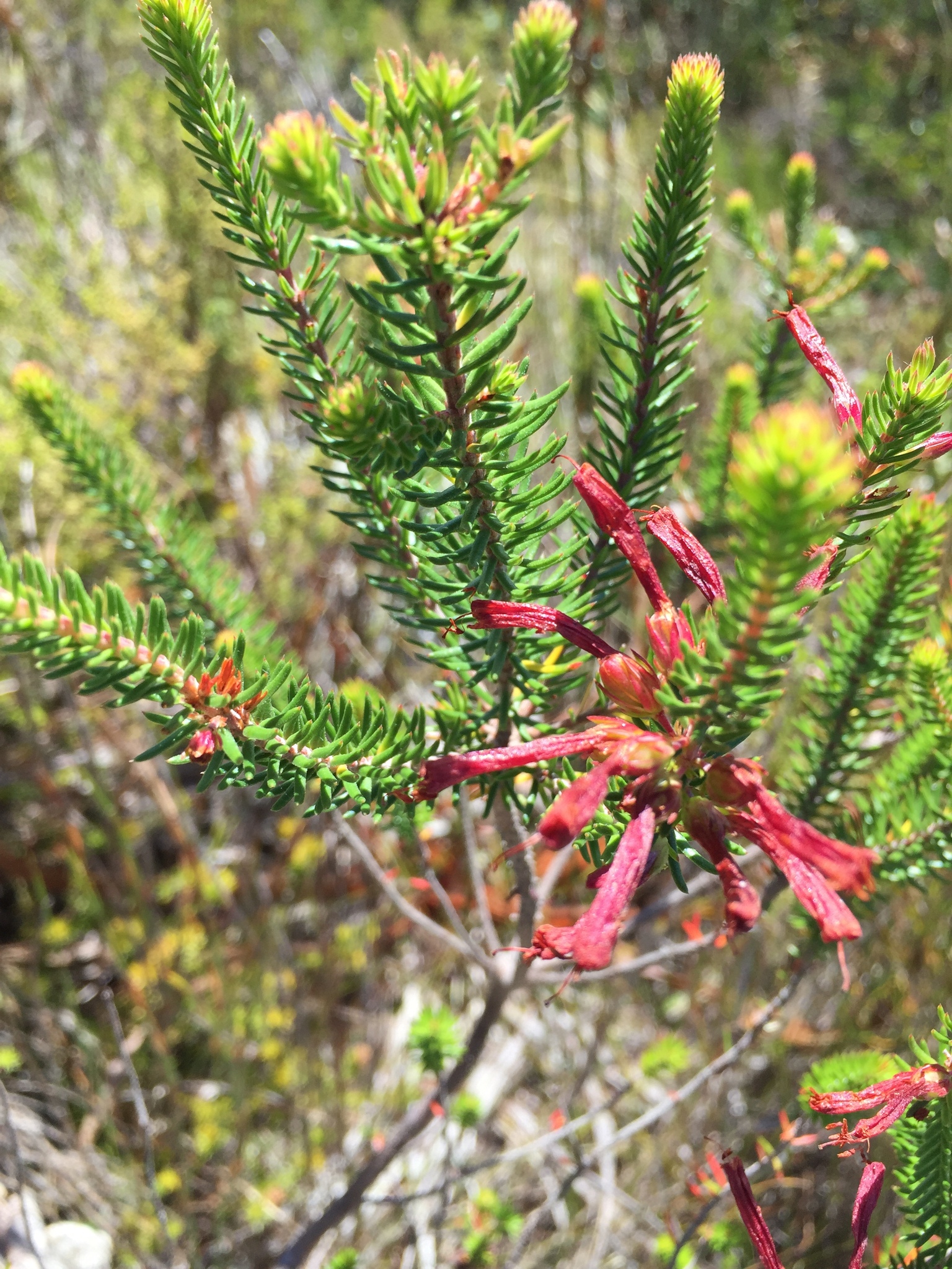 Erica abietina L.