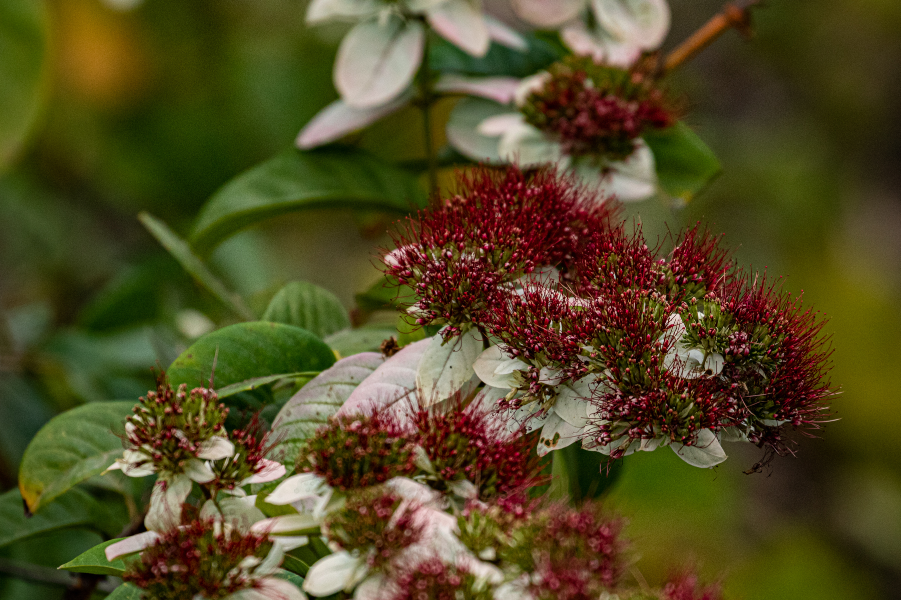 Combretum racemosum P.Beauv.