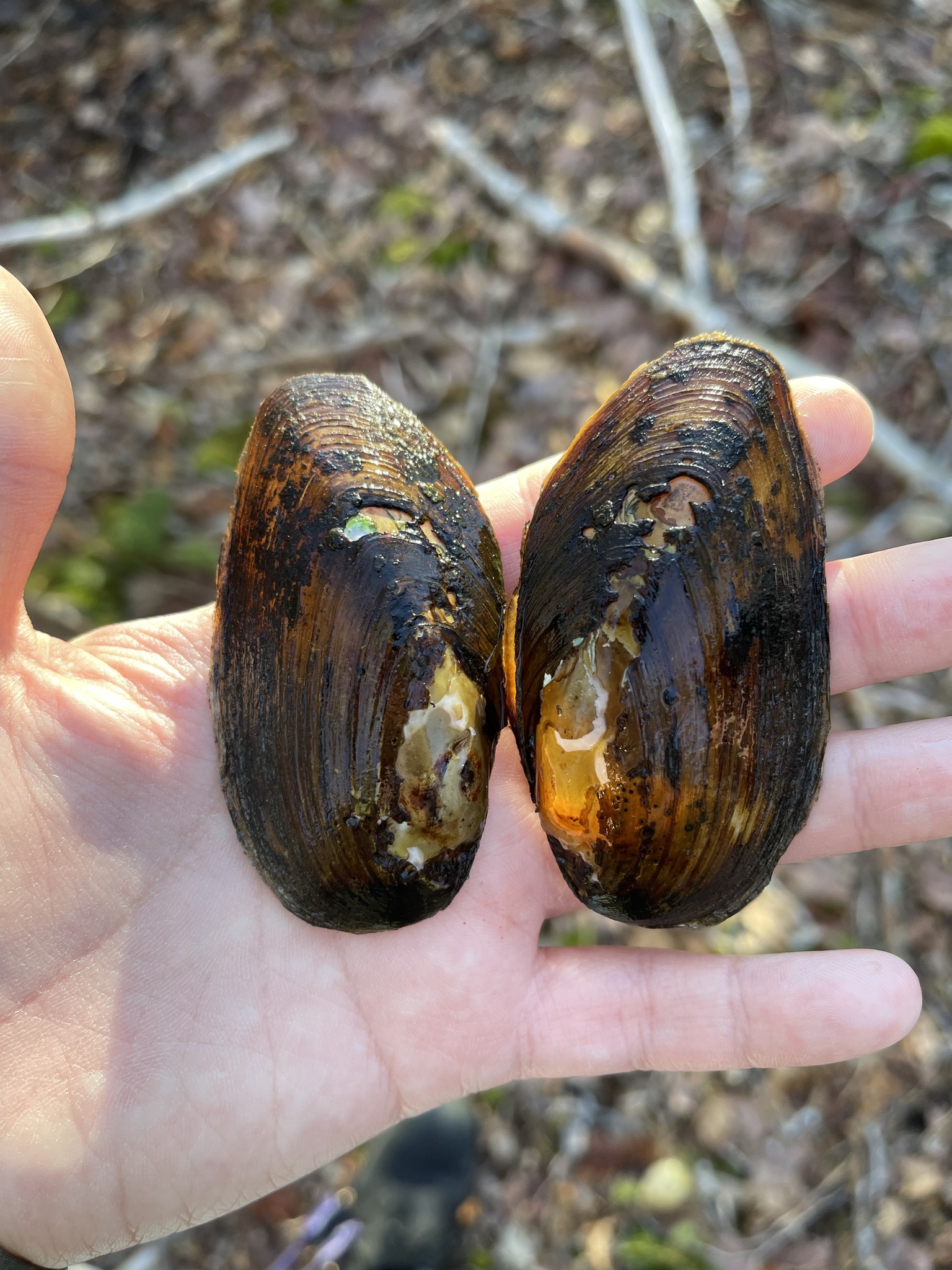 Elliptio complanata (Lightfoot), 1786