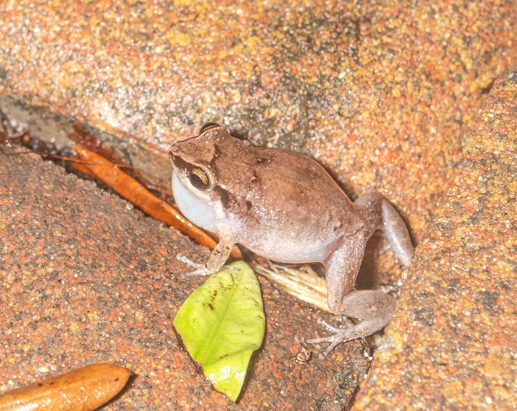 Lesser Antillean whistling frog from Eagle Beach, Aruba on January 18 ...