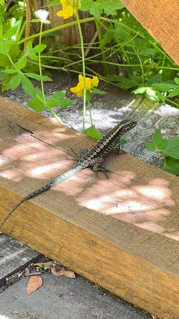 Common Painted Smooth-throated Lizard from Termas el Rincon by fm221 ...