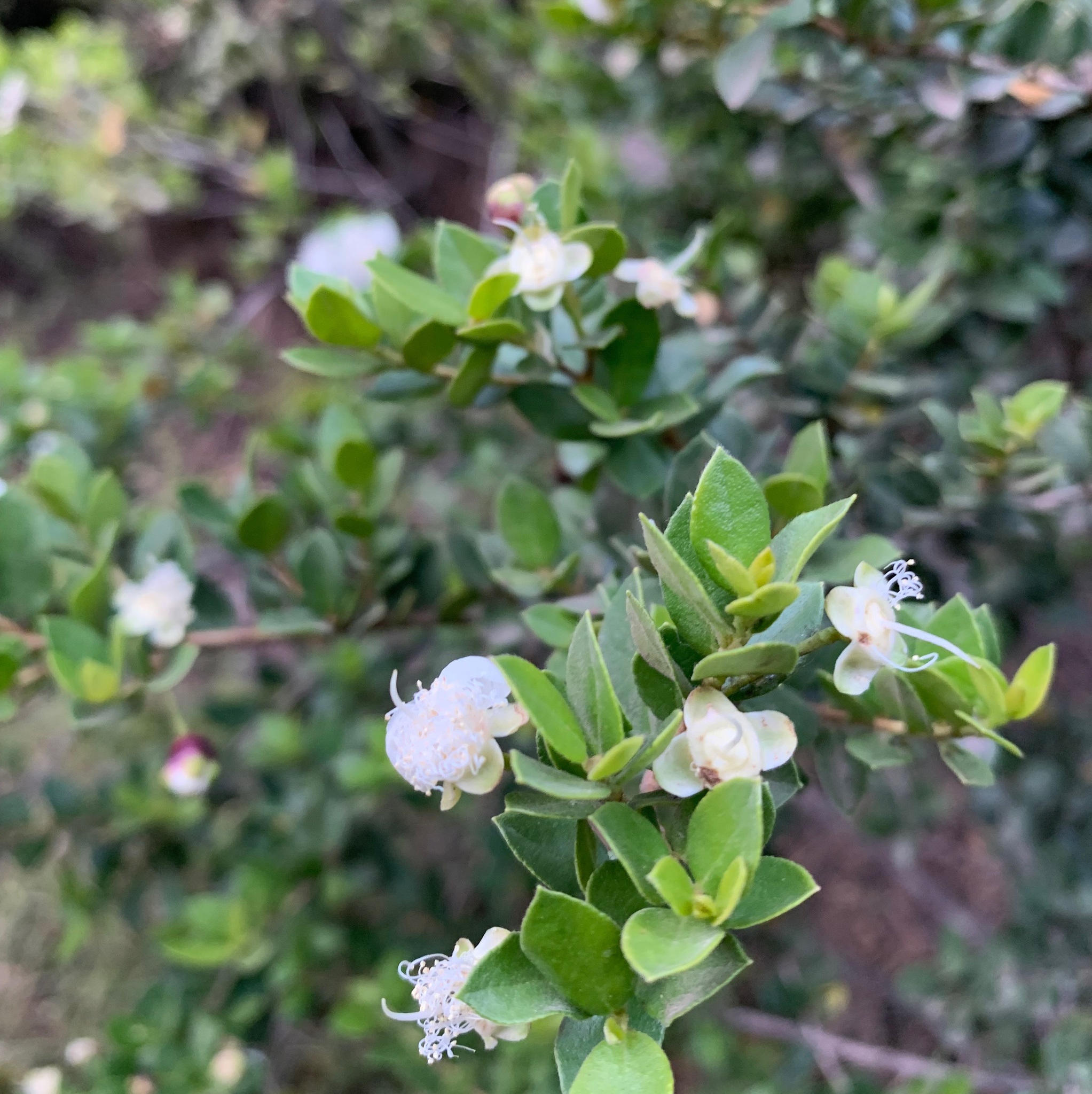 Luma chequen (Molina) A.Gray