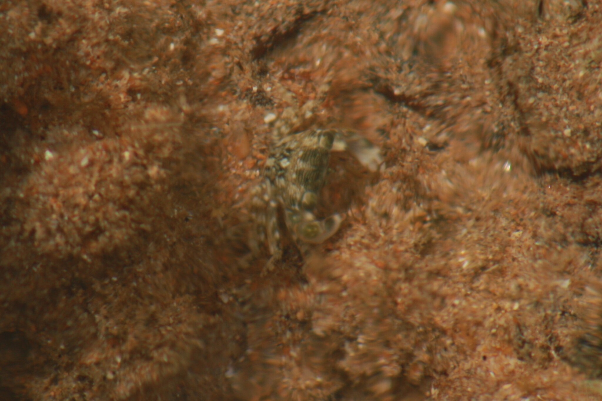 Pachygrapsus transversus (Gibbes, 1850)