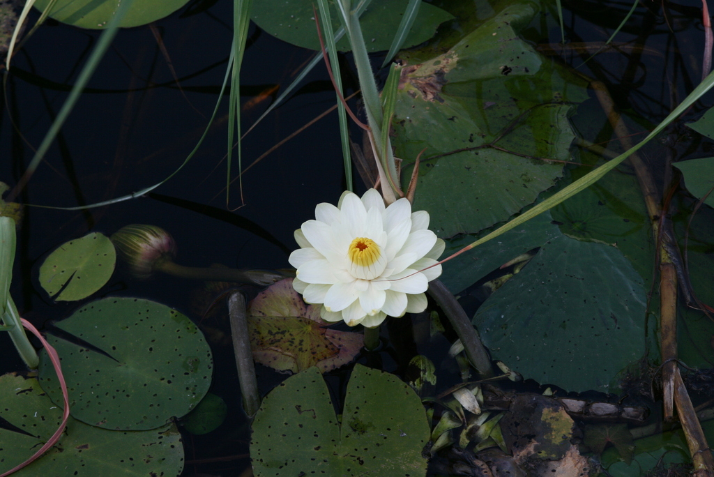 Egyptian white water-lily from Zambezi Region, Namibia on November 1 ...