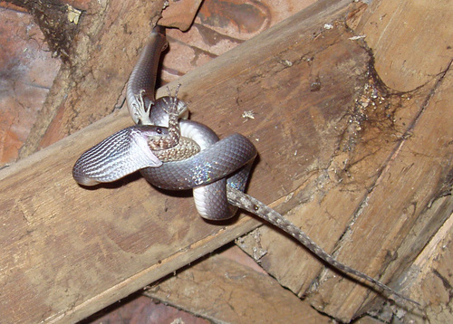 Forest Flame Snake (Oxyrhopus petolarius) - Snakes and Lizards