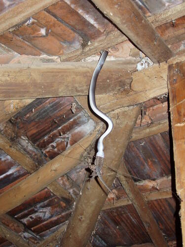 Forest Flame Snake (Oxyrhopus petolarius) - Snakes and Lizards