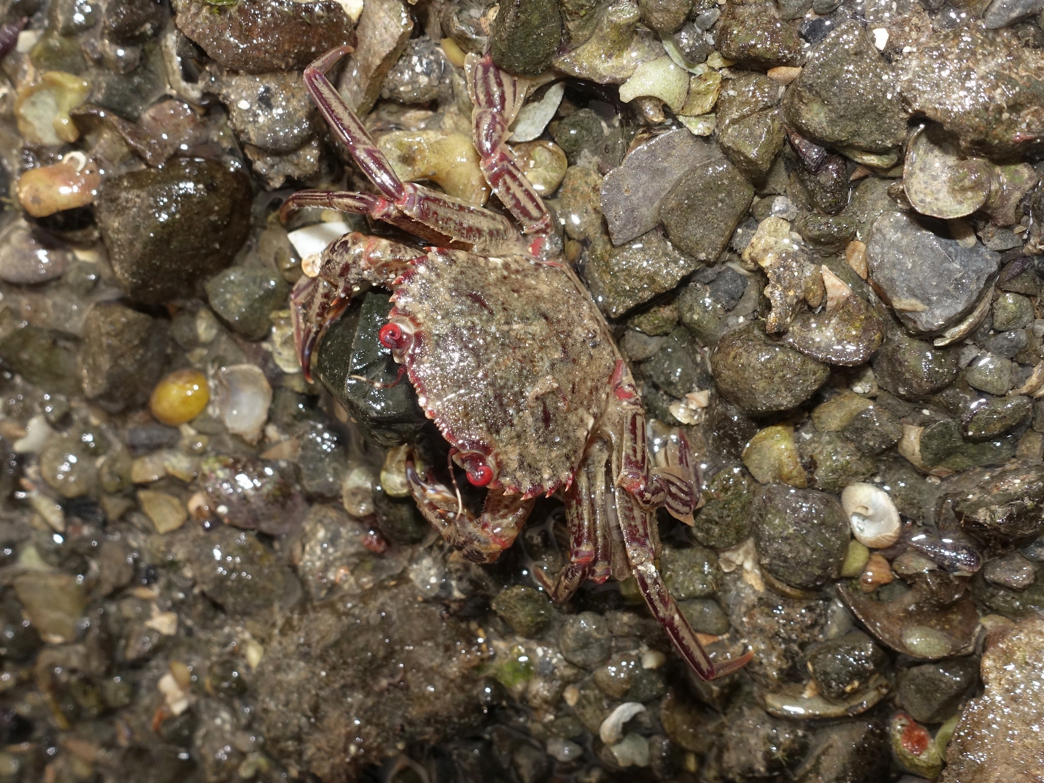 Necora puber (Linnaeus, 1767)