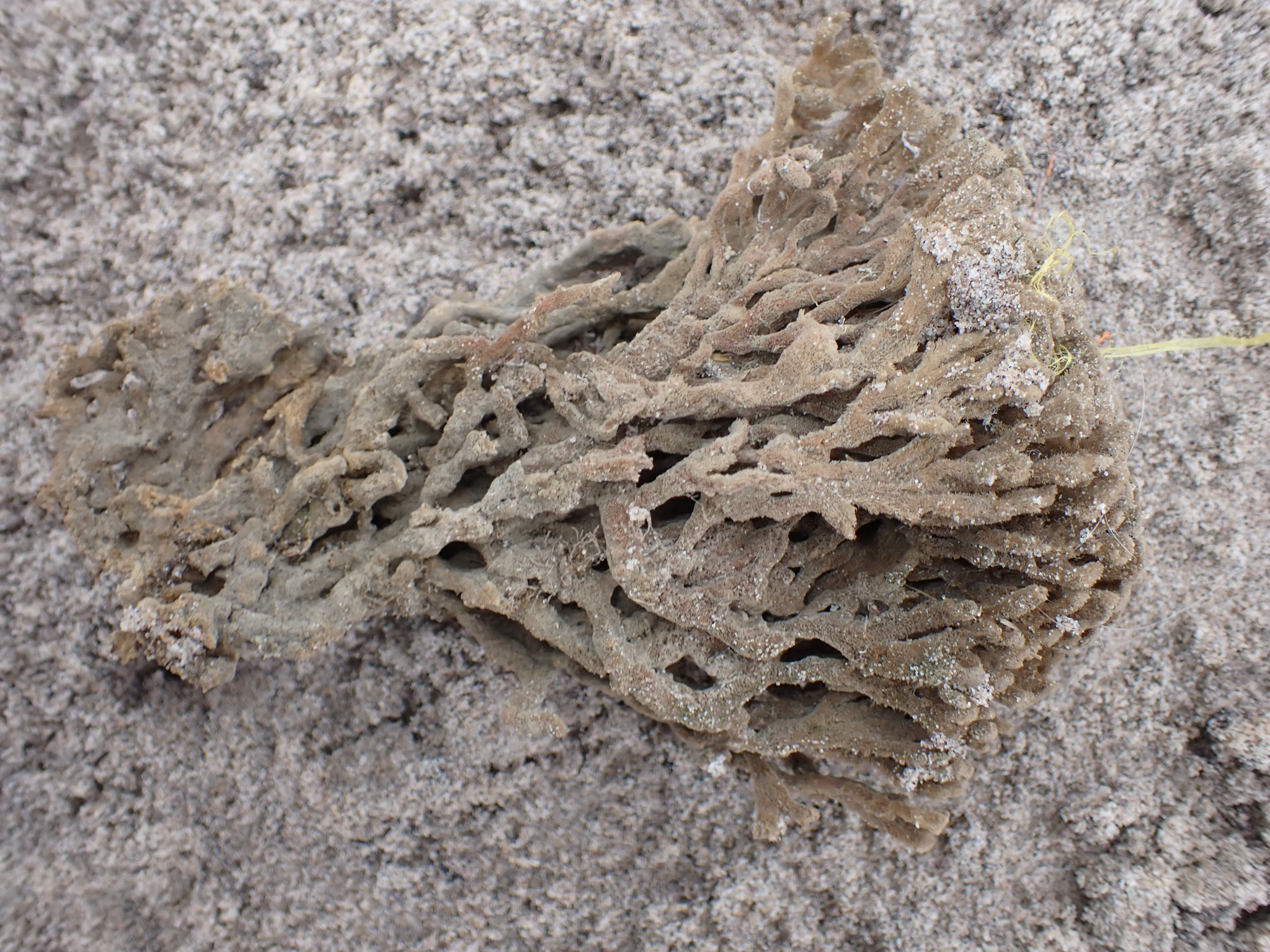 Clathria prolifera (Ellis & Solander, 1786)