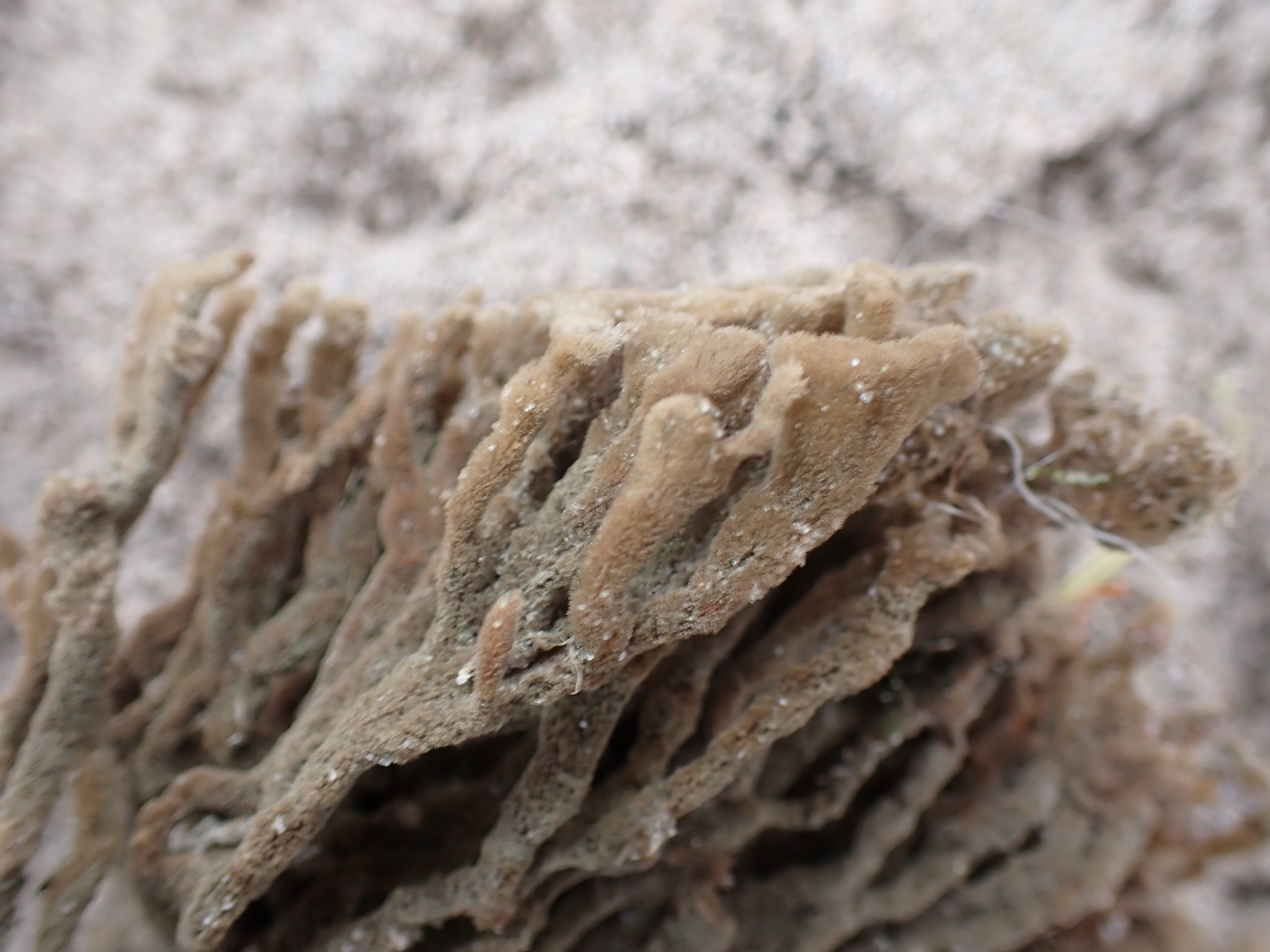 Clathria prolifera (Ellis & Solander, 1786)