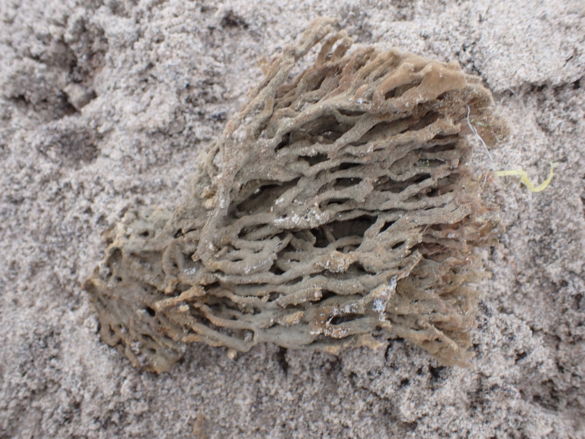 Clathria prolifera (Ellis & Solander, 1786)