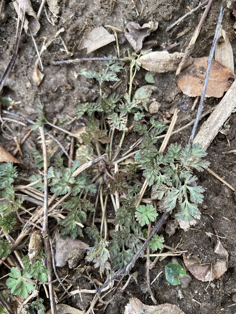 Incised Fumewort from Glengarry Rd, Philadelphia, PA, US on January 29 ...