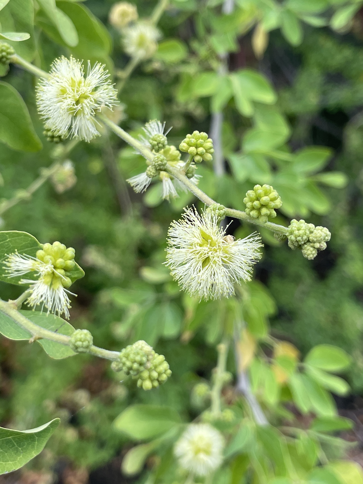 Pithecellobium dulce (Roxb.) Benth.