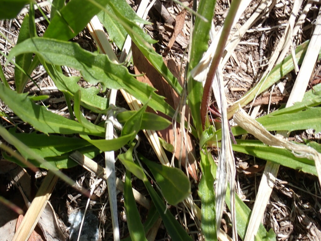 Yam Daisy (Microseris lanceolata) - Botanical Realm