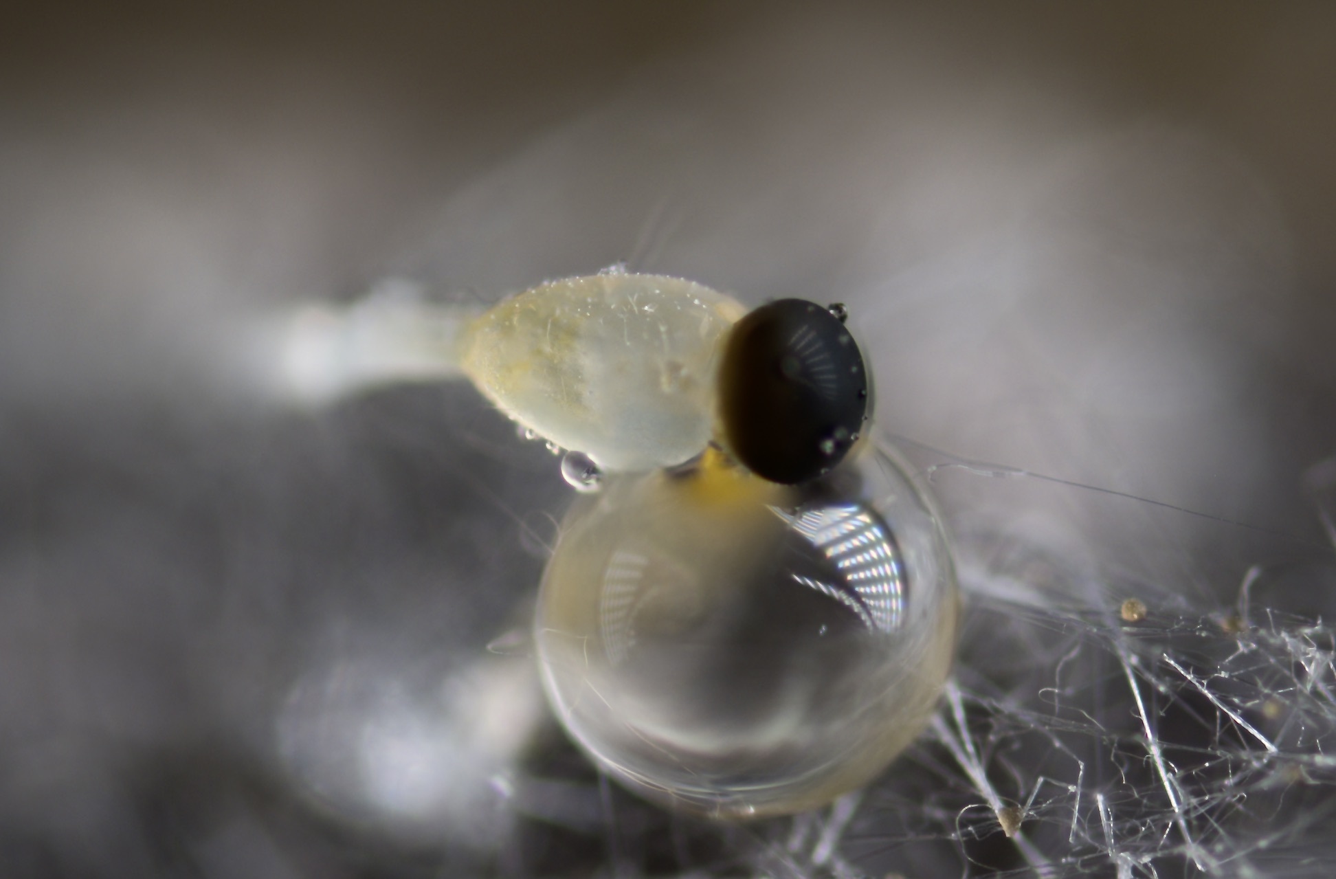 Pilobolus Tode, 1784