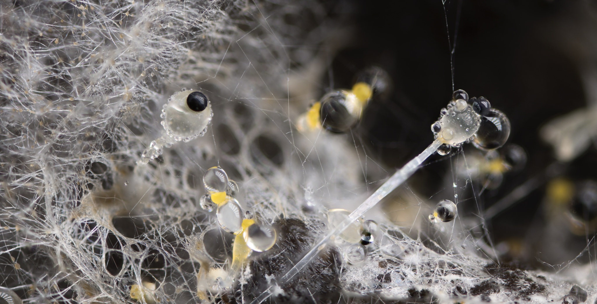 Pilobolus Tode, 1784