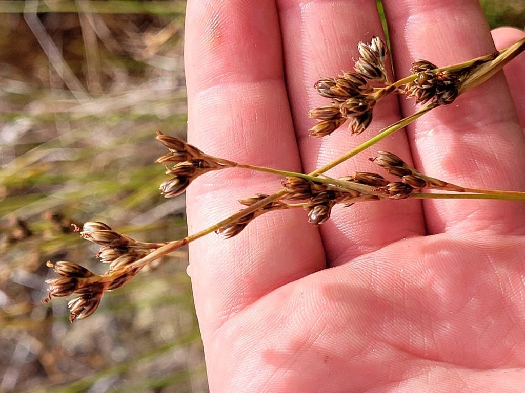 heath rush from Lewis Pass, New Zealand on January 29, 2023 at 04:08 PM ...