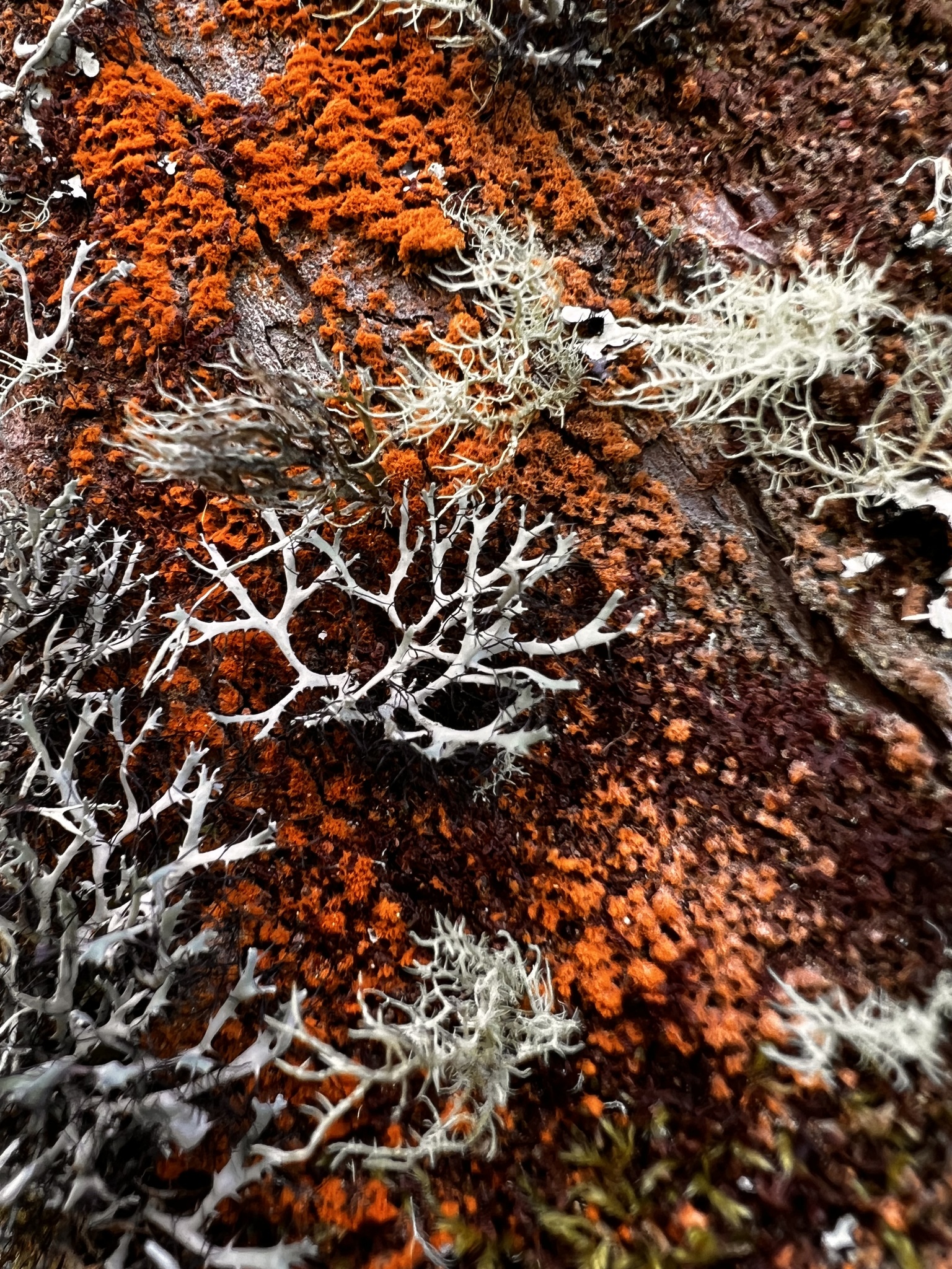 Leucodermia leucomelos (L.) Kalb