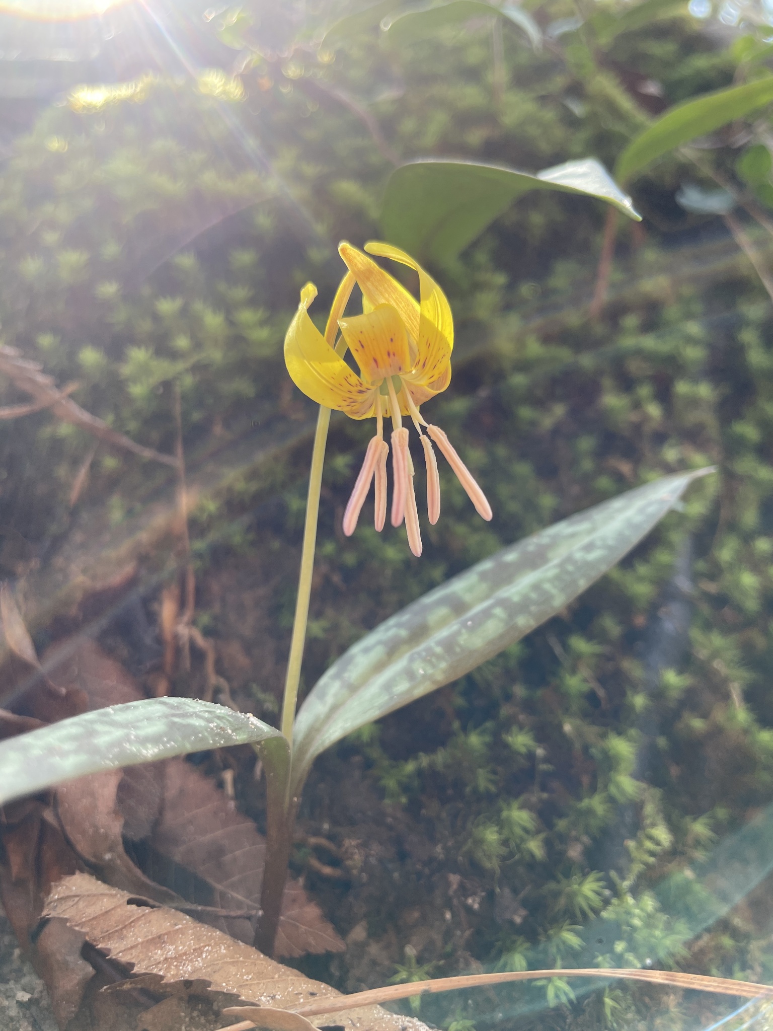 Erythronium umbilicatum C.R.Parks & Hardin