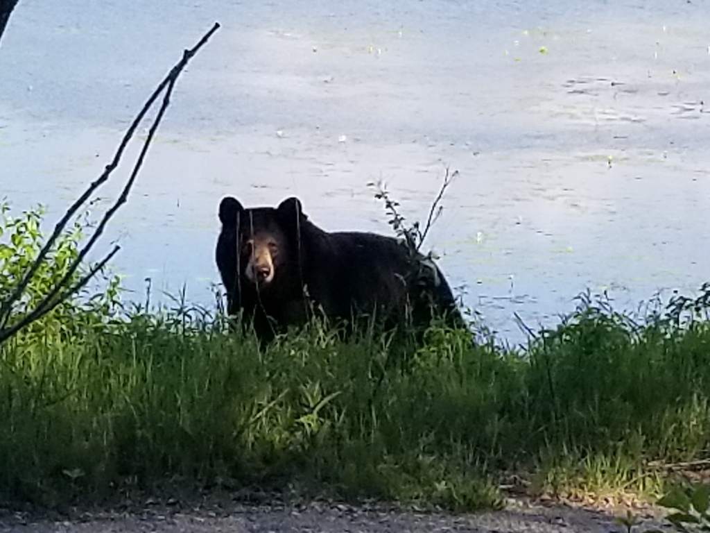 American Black Bear from Outaouais, QC, Canada on May 29, 2022 at 05:52 ...