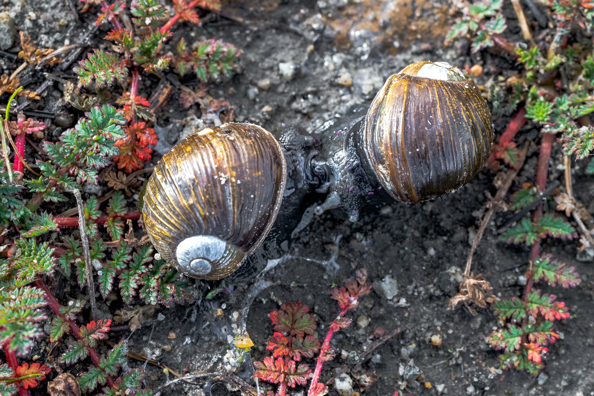 Cantareus apertus (Born, 1778)