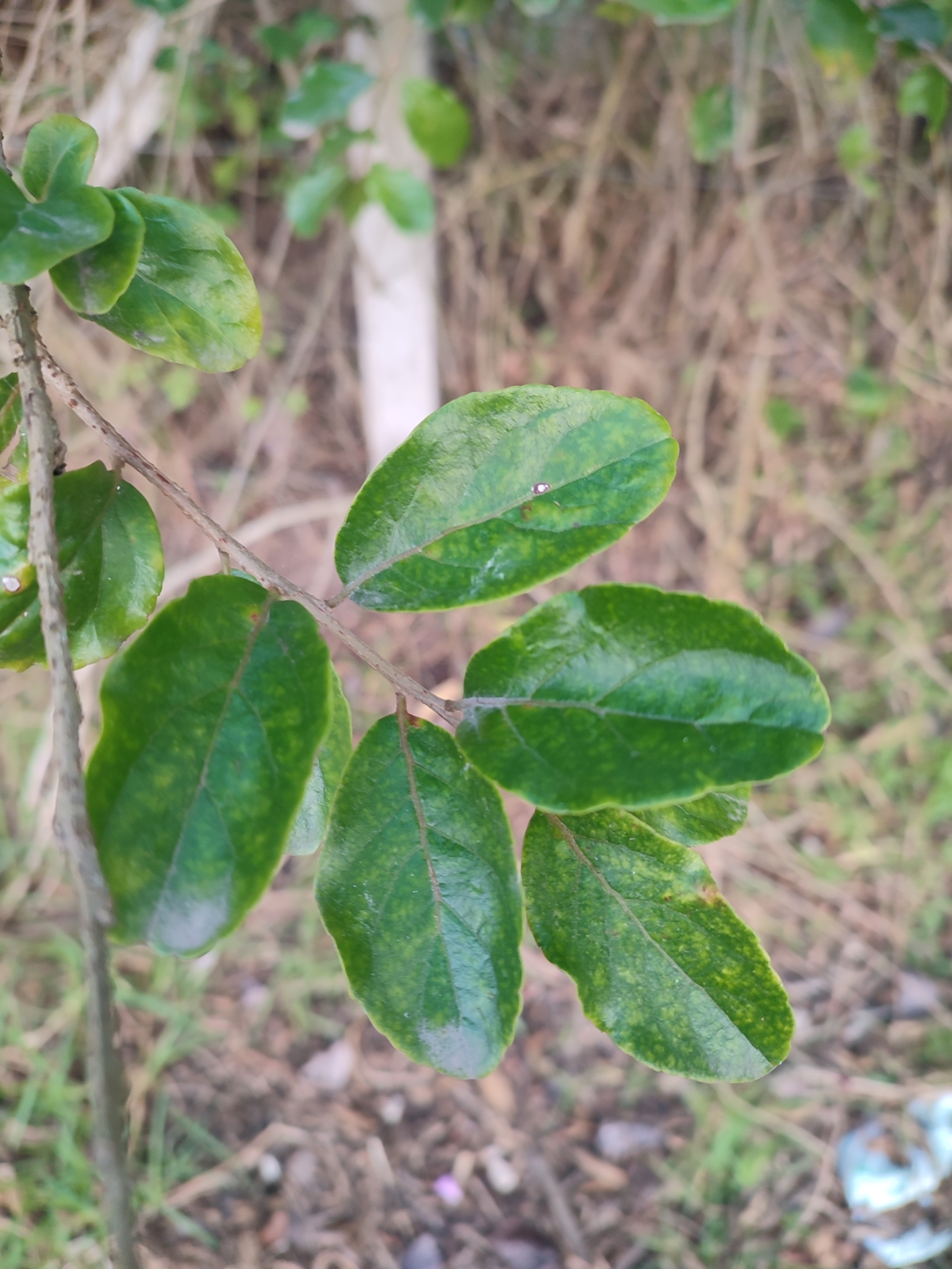 Dovyalis E.Mey. ex Arn.