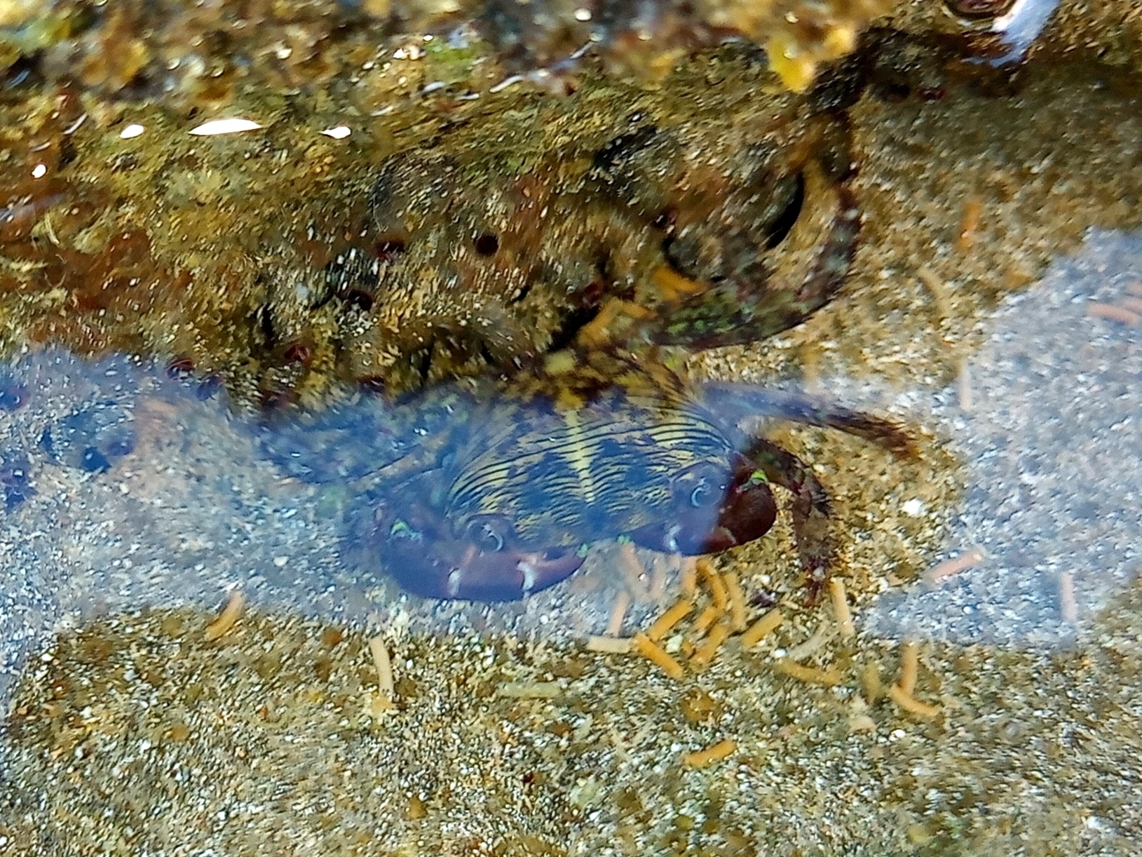 Pachygrapsus transversus (Gibbes, 1850)