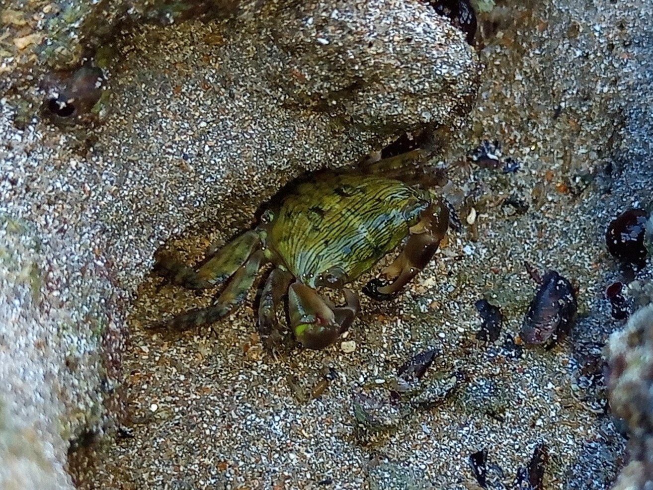 Pachygrapsus transversus (Gibbes, 1850)