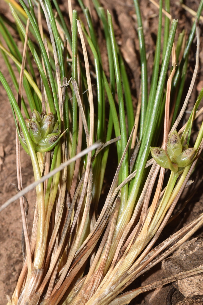 true sedges from Santiago, Región Metropolitana, Chile on January 16 ...