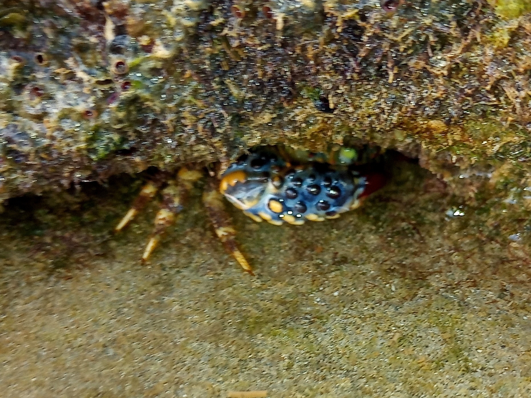 Eriphia Latreille, 1817