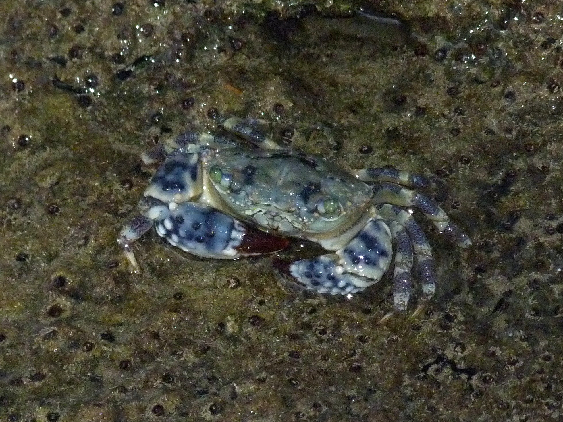 Eriphia Latreille, 1817