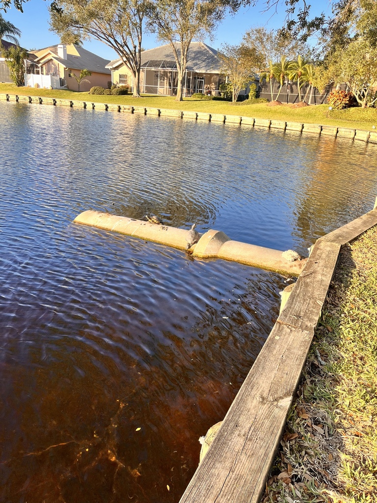 Pond Slider from Placido Bayou, St. Petersburg, FL 33703, USA on ...
