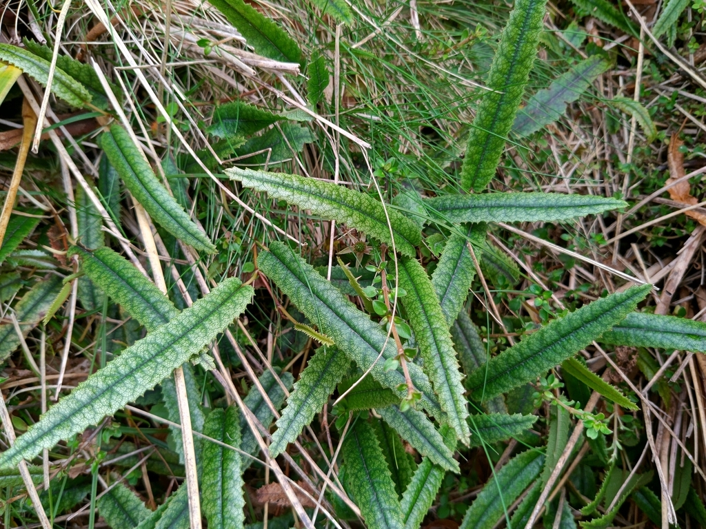 Creeping Lawyer from Conservation Area - Wanganui / Otira Catchments ...