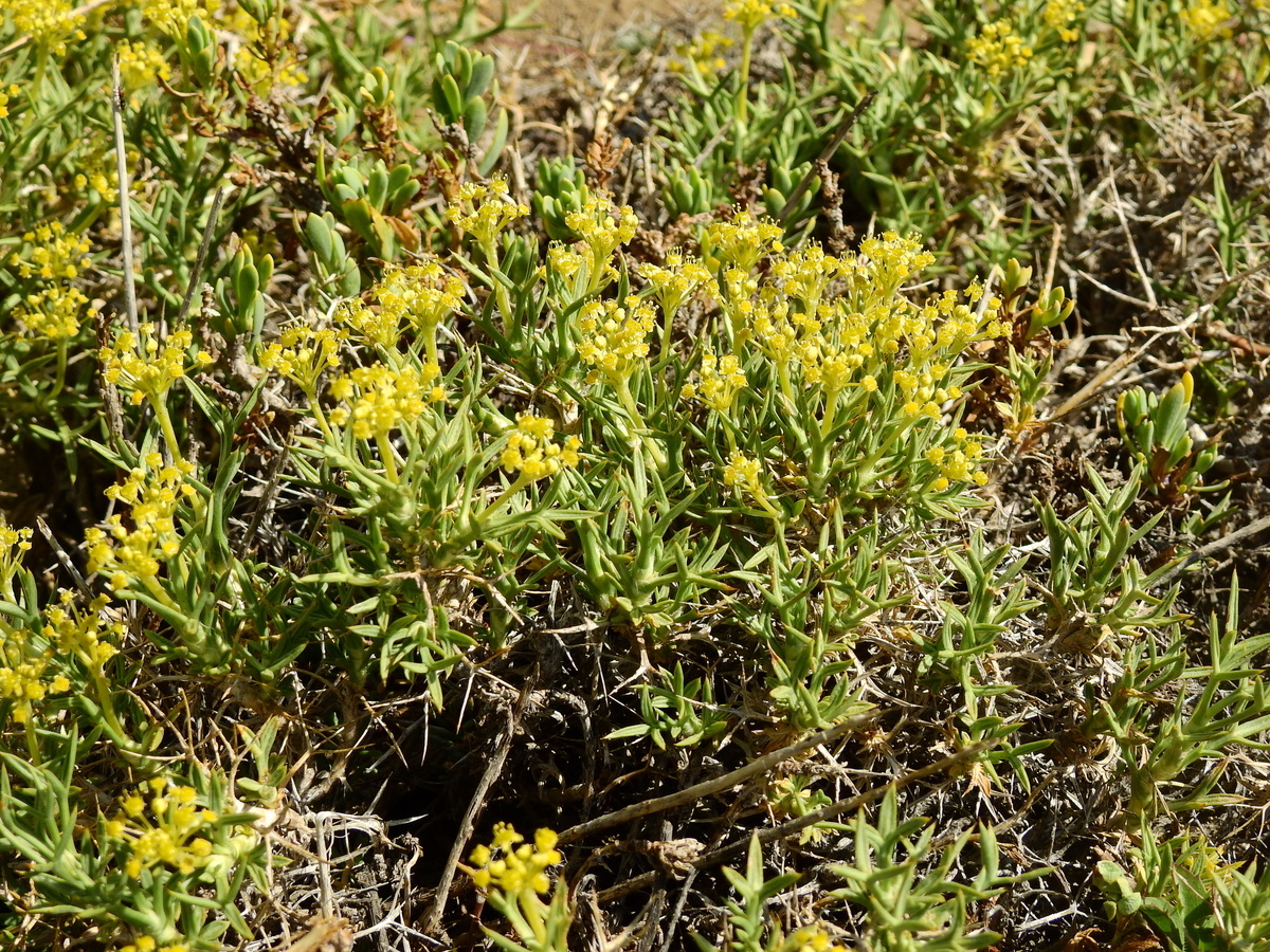 Azorella prolifera (Cav.) G.M.Plunkett & A.N.Nicolas