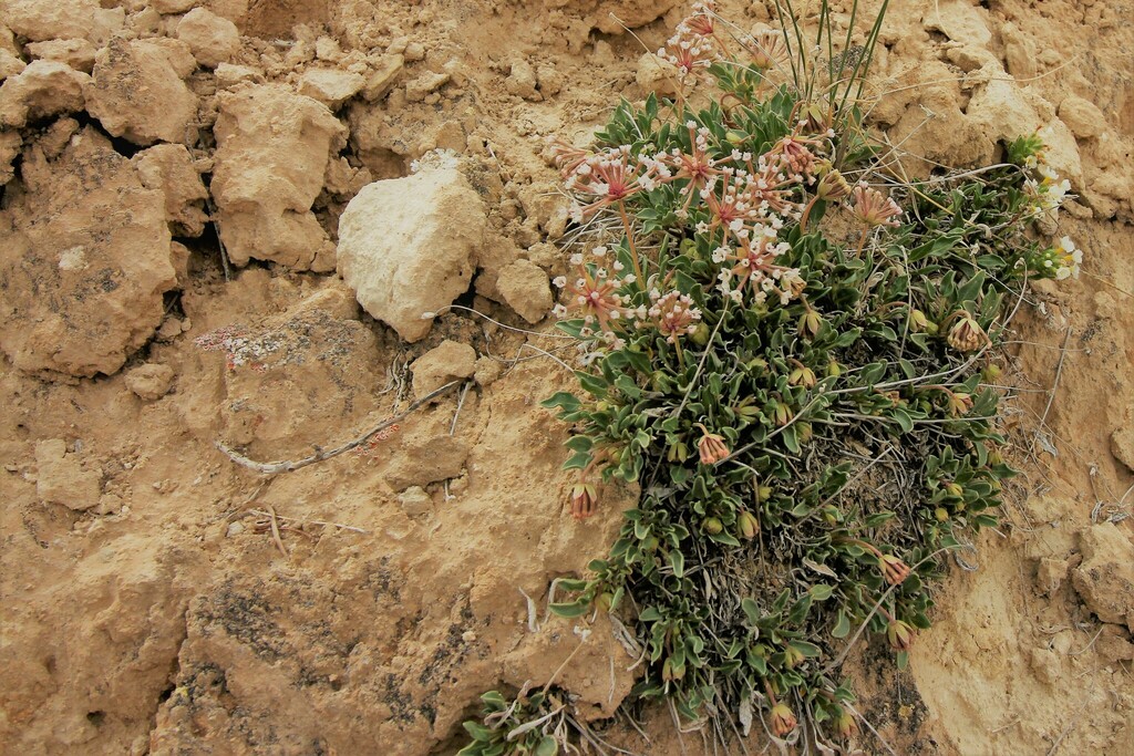 Dwarf sand verbena from Mesa County, CO, USA on May 3, 2018 at 05:11 PM ...