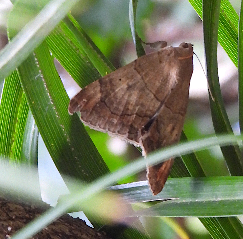 Castor Semi-looper in January 2023 by cirolana · iNaturalist