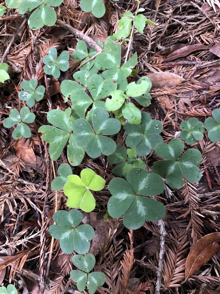 redwood sorrel from Occidental, CA, US on January 29, 2023 at 03:28 PM ...