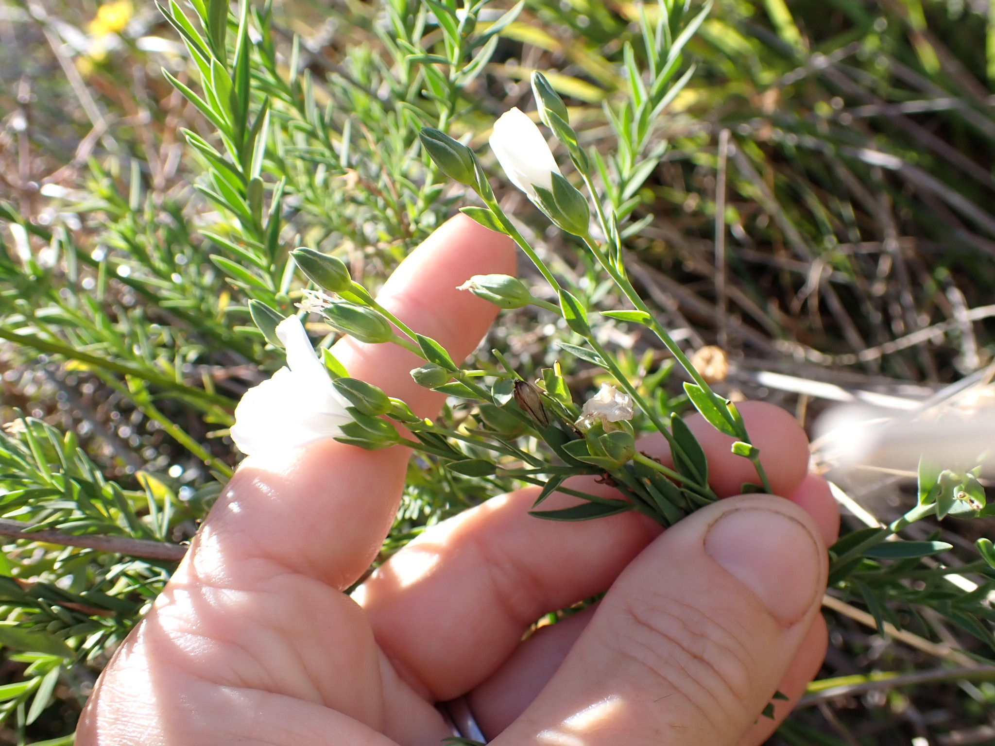 Linum monogynum G.Forst.