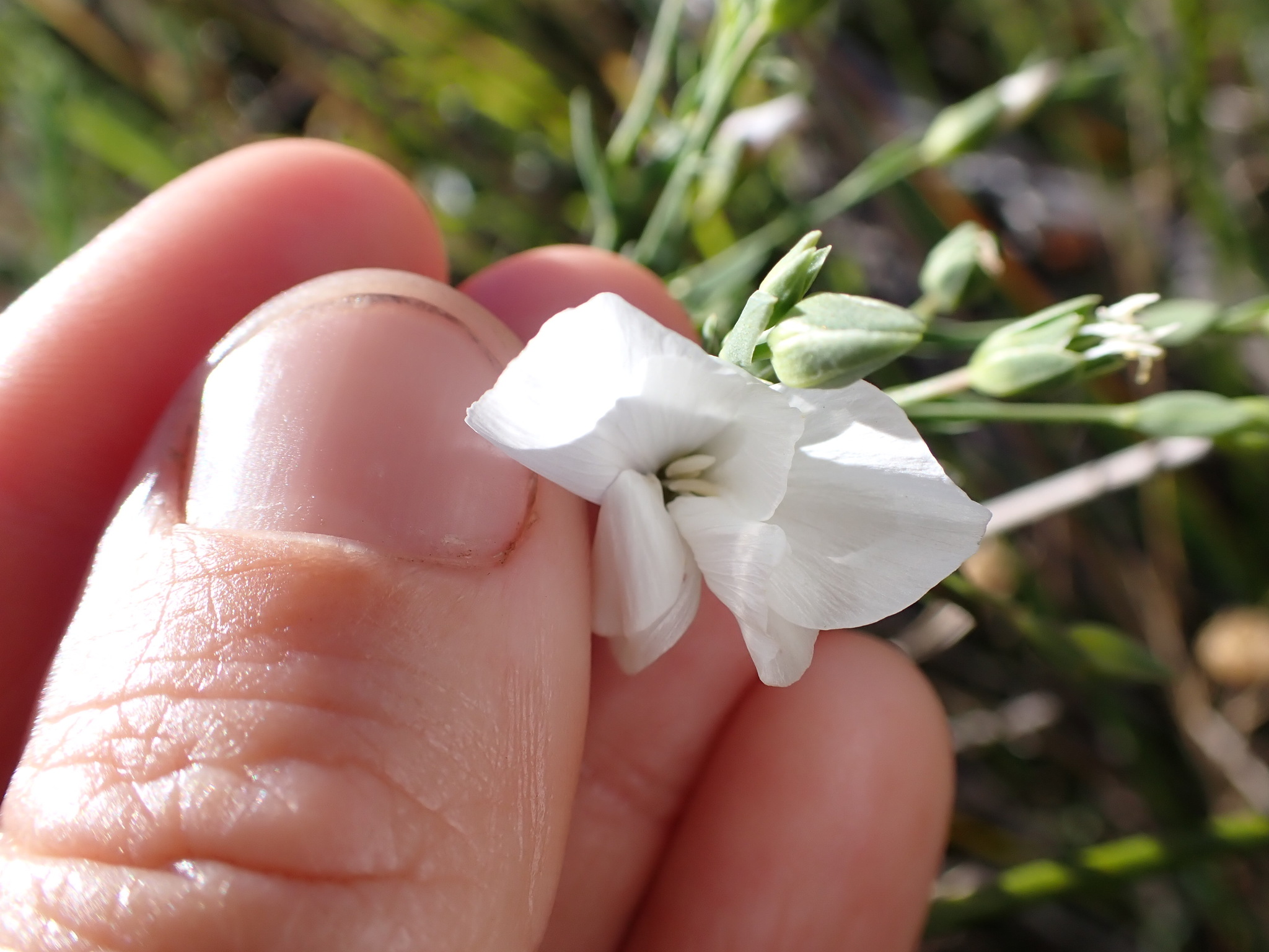 Linum monogynum G.Forst.