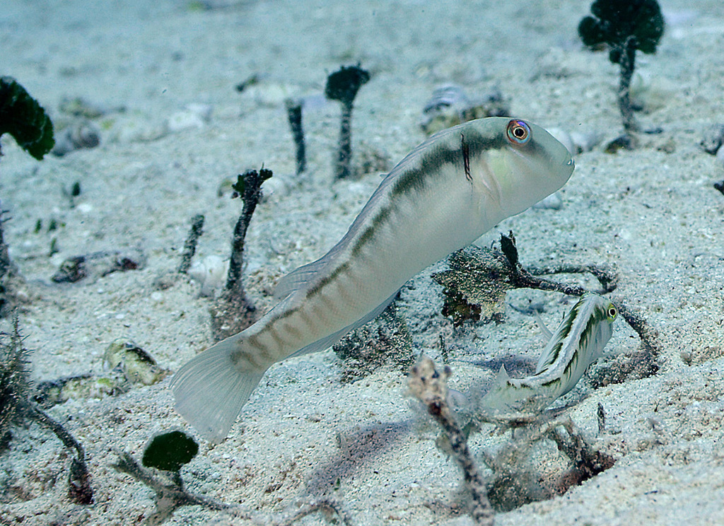 Razorfishes and allies (Novaculini) - Marine Life Identification