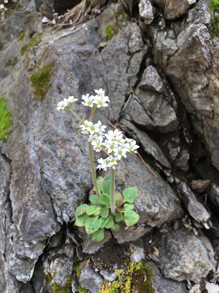 Virginia saxifrage from Berks County, PA, USA on April 09, 2019 at 11: ...