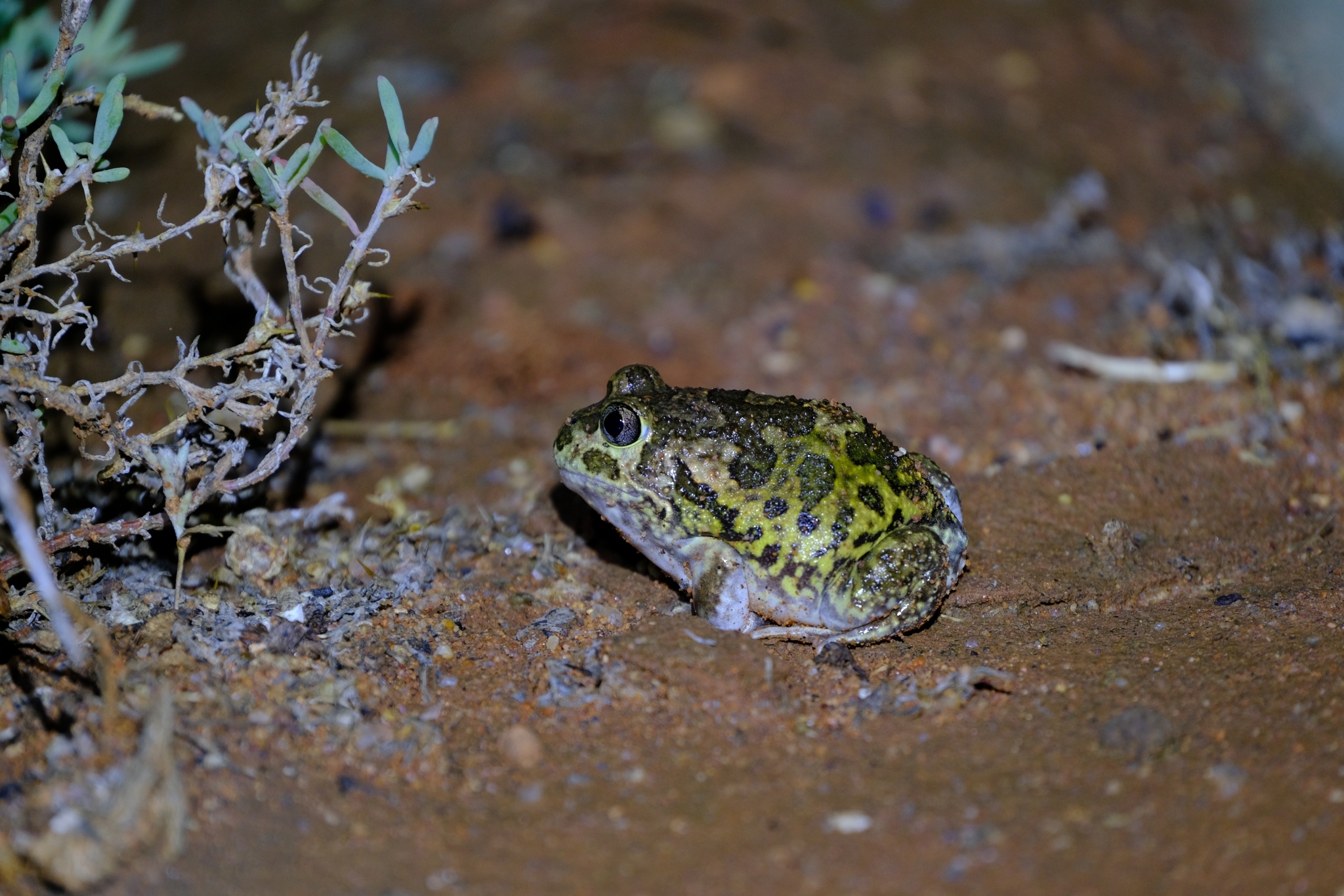 Neobatrachus sudelli (Lamb, 1911)