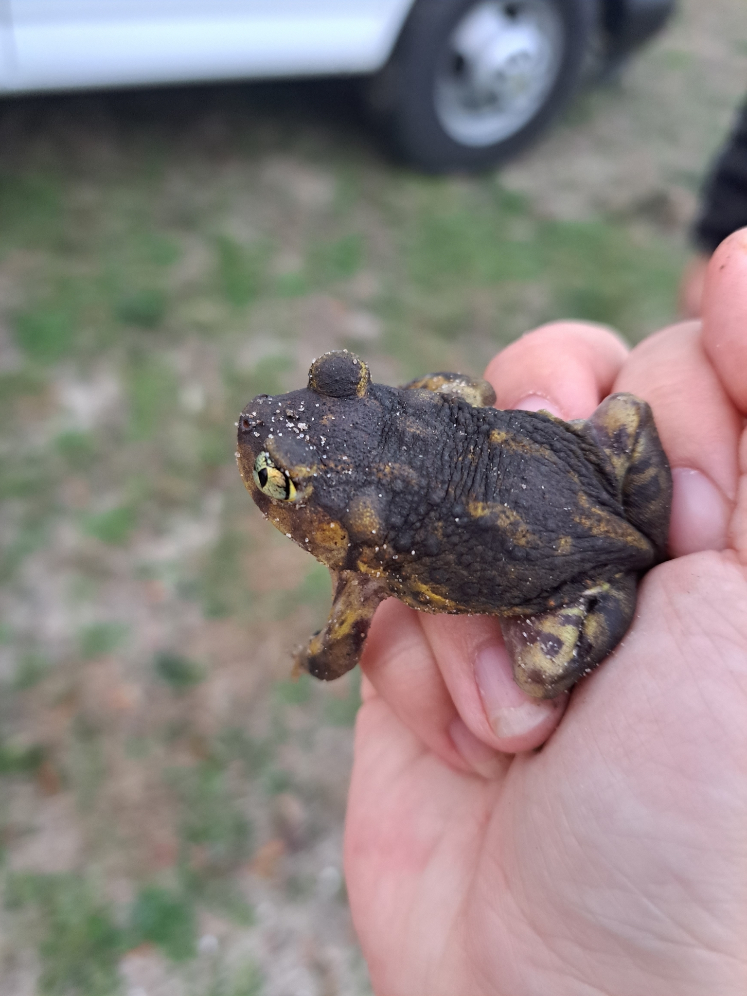 Scaphiopus holbrookii (Harlan, 1835)