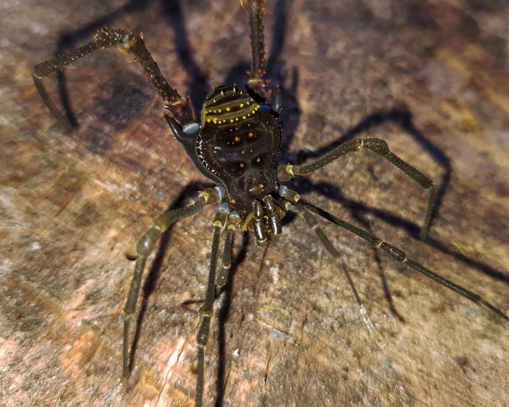 Sadocus funestus from Corral, Los Ríos, Chile on January 30, 2023 at 07 ...