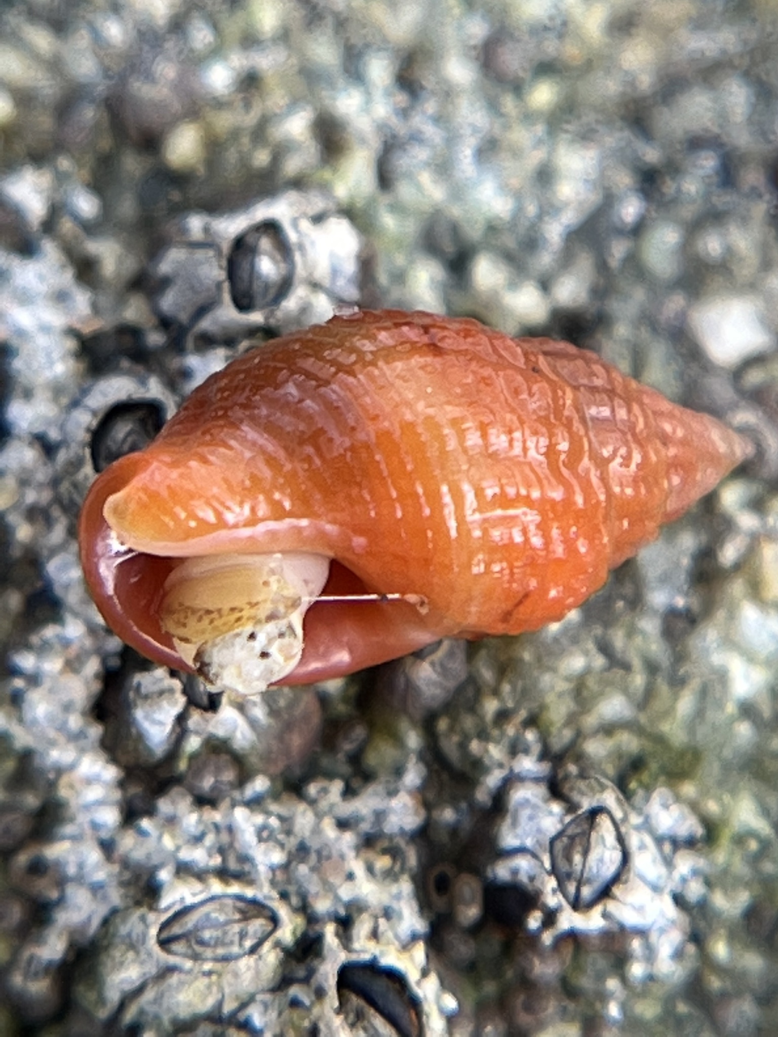 Amphissa H.Adams & A.Adams, 1853