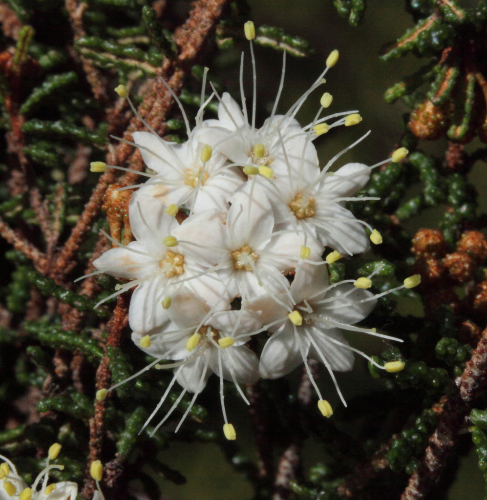 Phebalium tuberculosum from Ravensthorpe WA 6346, Australia on July 29 ...