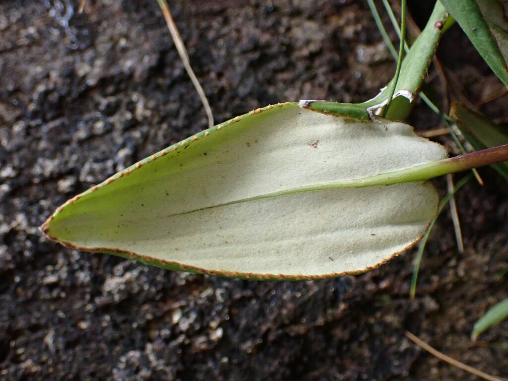 (Celmisia cordatifolia similis) - Botanical Realm