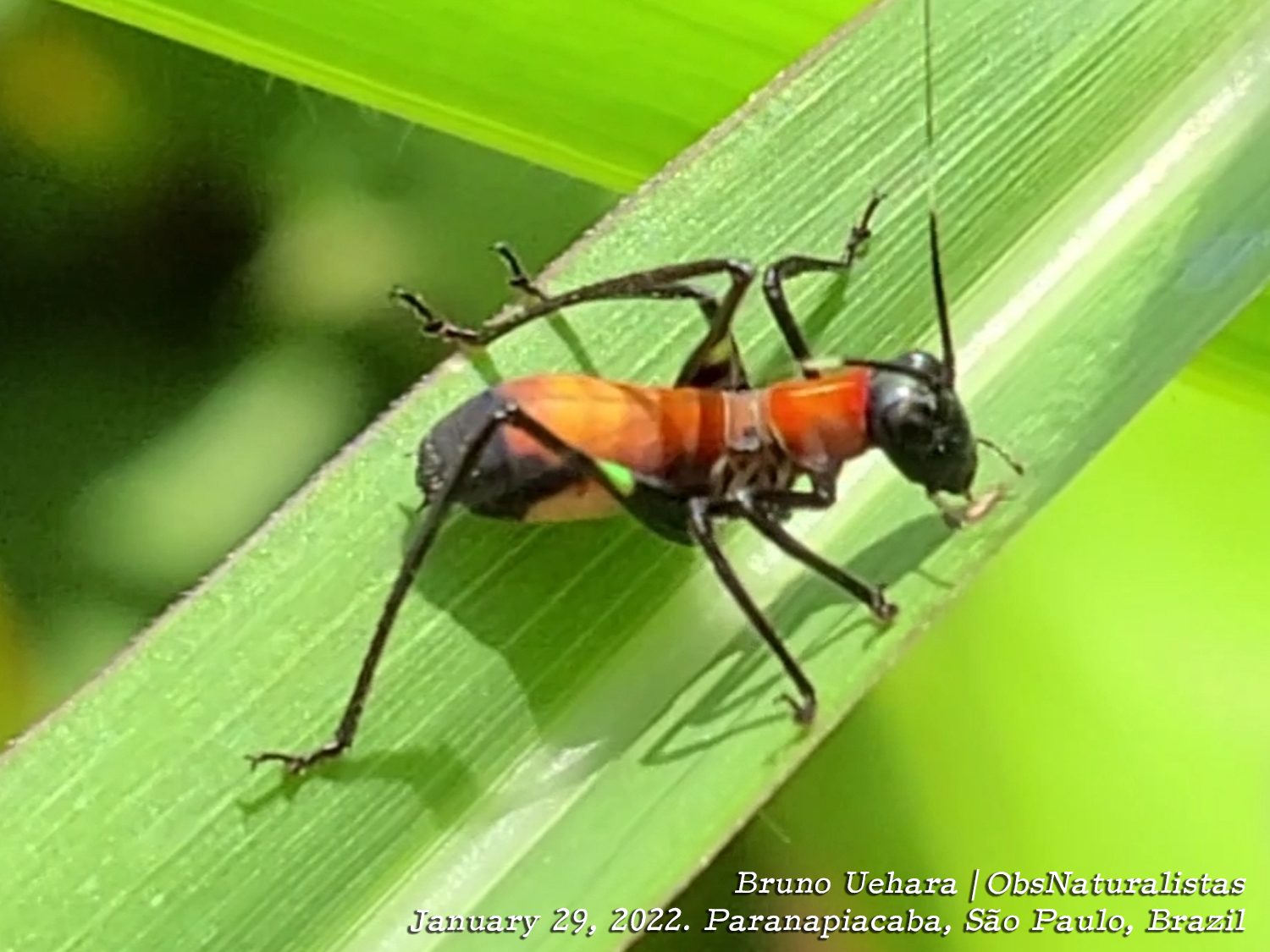 Scaphura nigra (Thunberg, 1824)