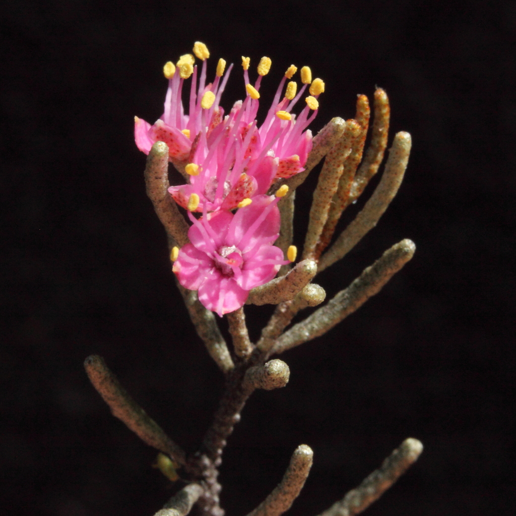 Phebalium canaliculatum from Elachbutting WA 6479, Australia on ...