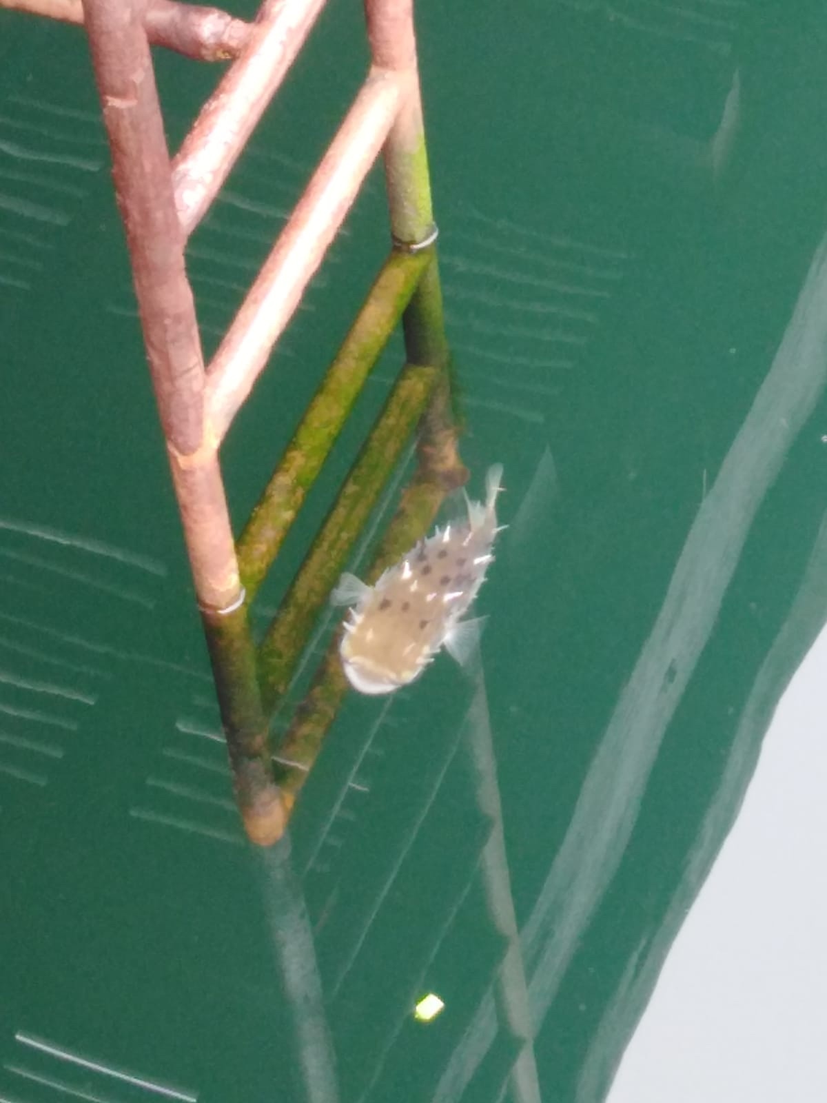 Allomycterus pilatus Whitley, 1931